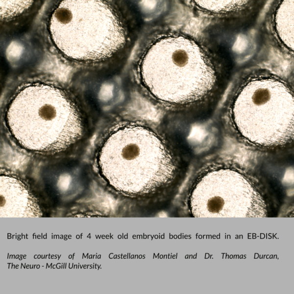 Reusable Embryoid Body Formation Devices EB-DISK | eNUVIO