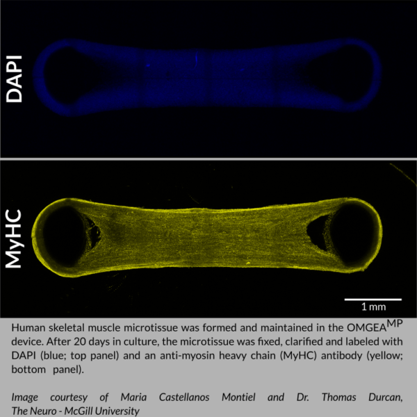 3D Skeletal Muscle Culture Devices OMEGA-MP | eNUVIO