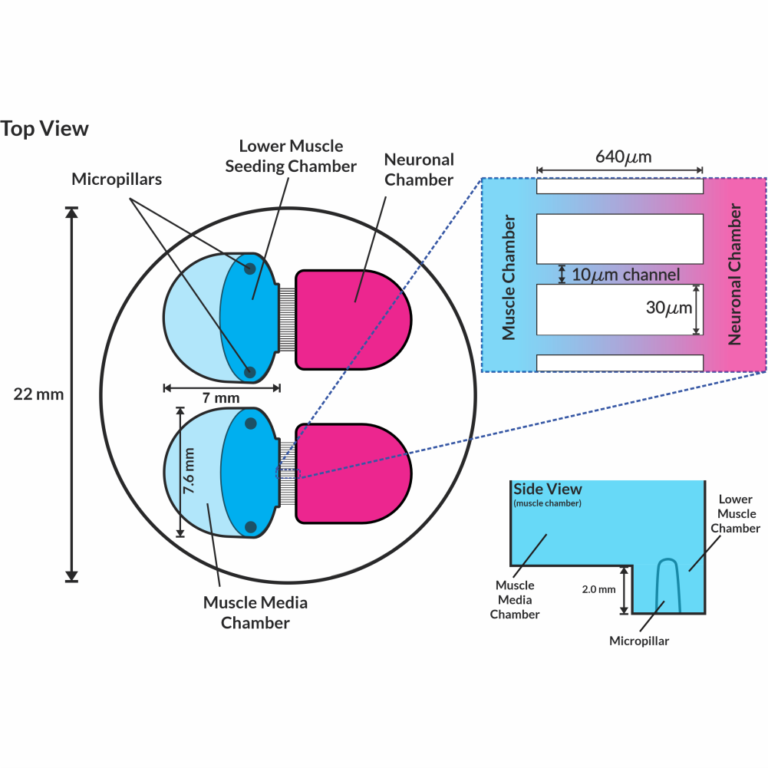 Neuromuscular Junction Device OMEGA-NMJ | eNUVIO